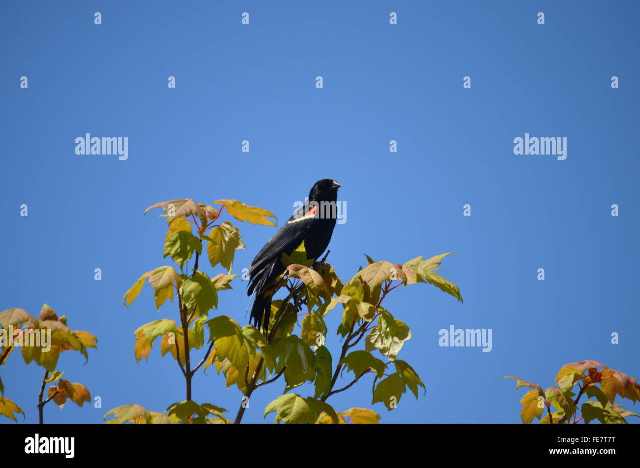 Beautiful bird in a tree hi-res stock photography and images - Alamy