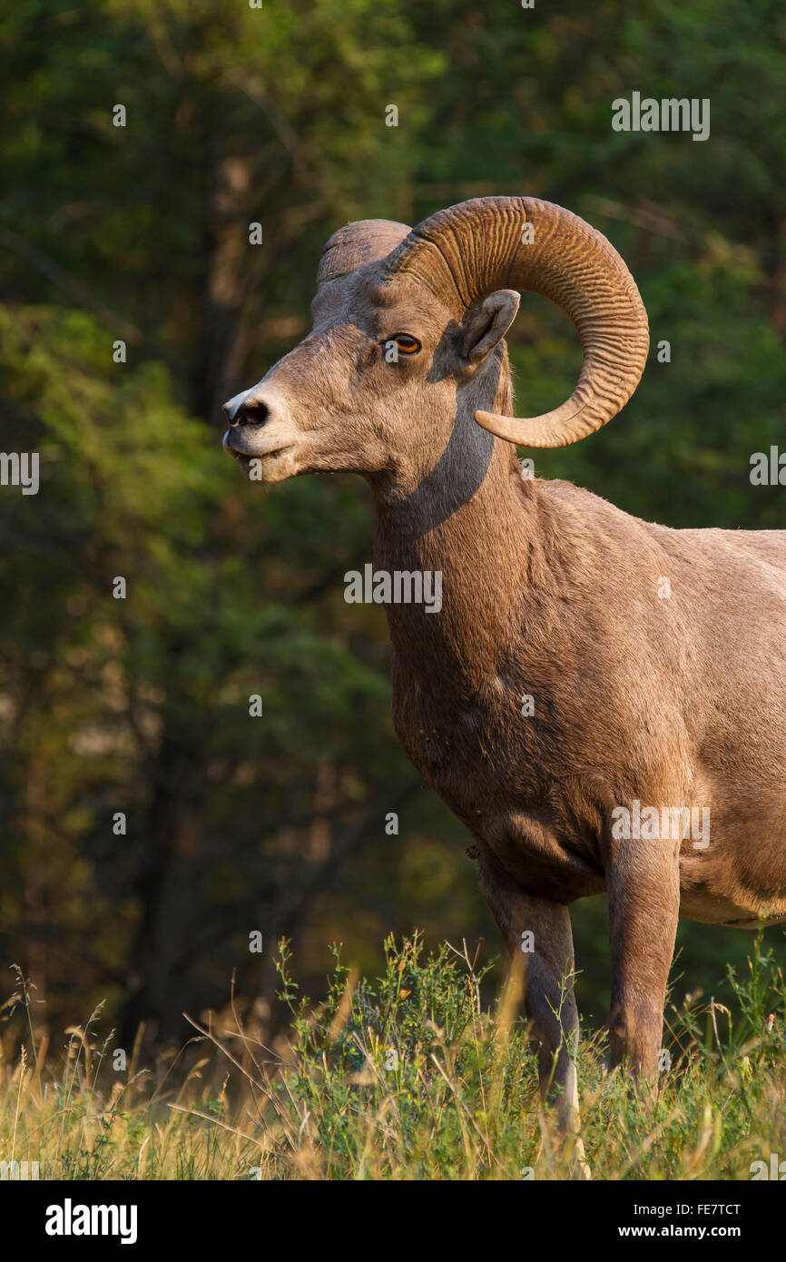Bighorn sheep (Ovis canadensis) ram, Jasper National Park, Alberta ...