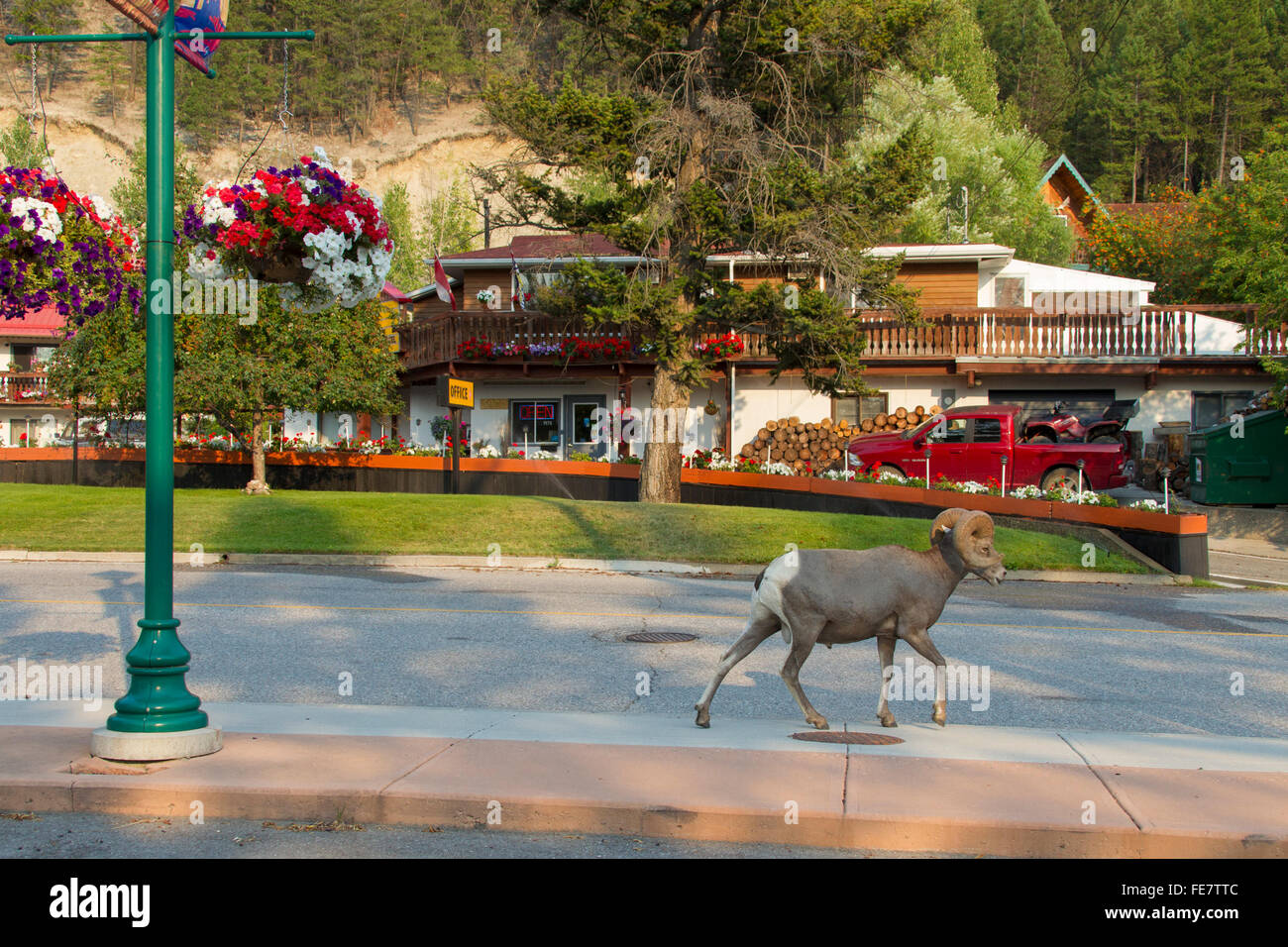 Bighorn sheep (Ovis canadensis) ram in the streets of the village ...