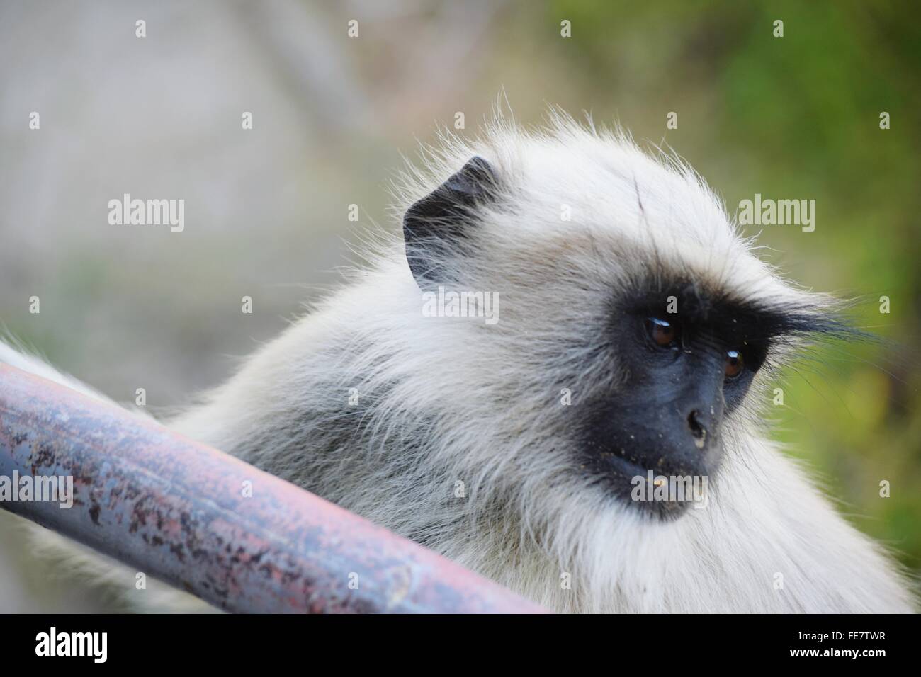 Close-Up View Of Monkey Stock Photo - Alamy