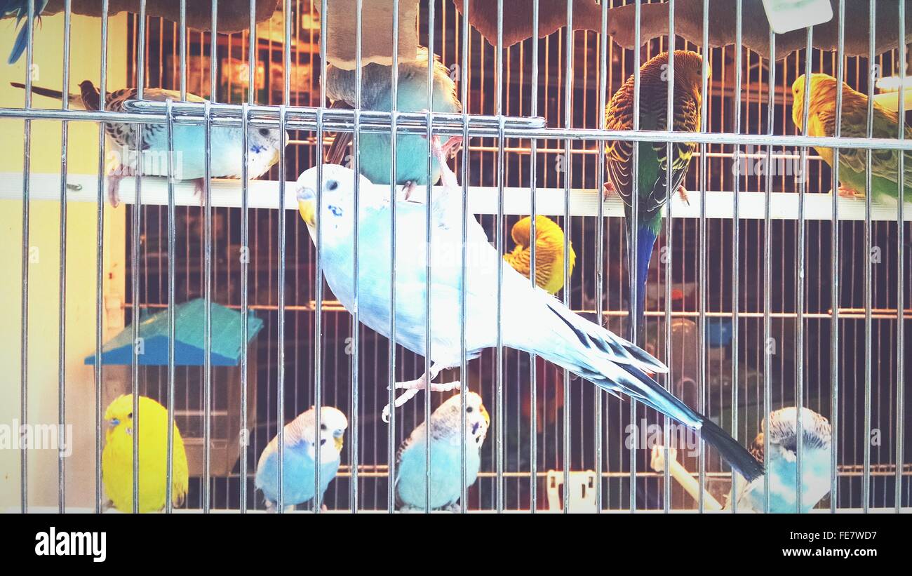 Parrots In Cage Stock Photo - Alamy