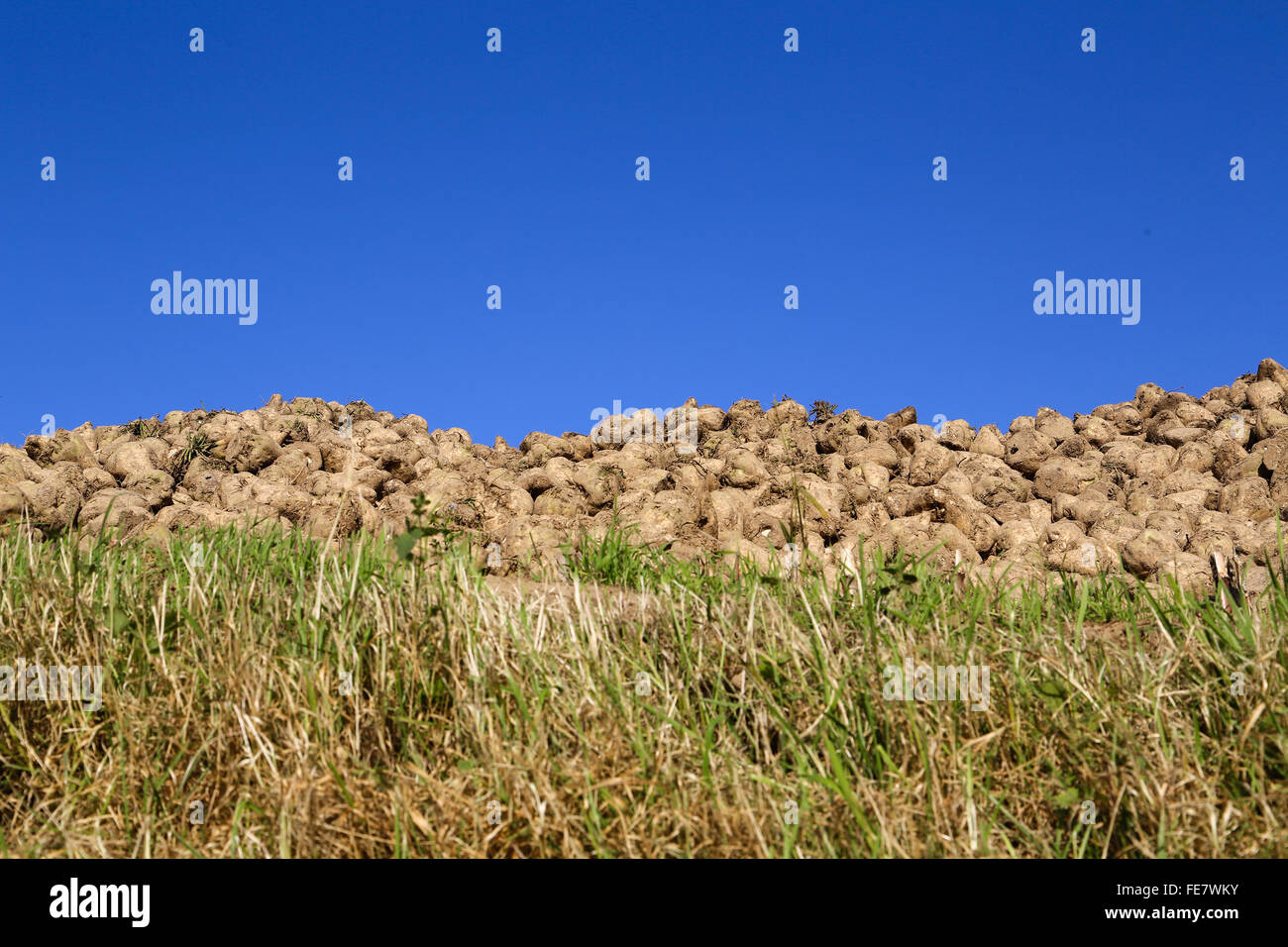 Forage pile hi-res stock photography and images - Alamy