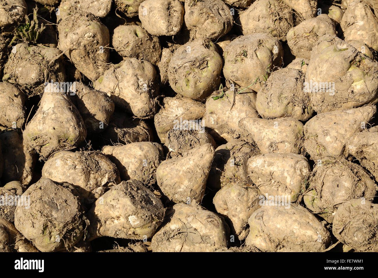 Pile of sugar beets on a field Stock Photo - Alamy