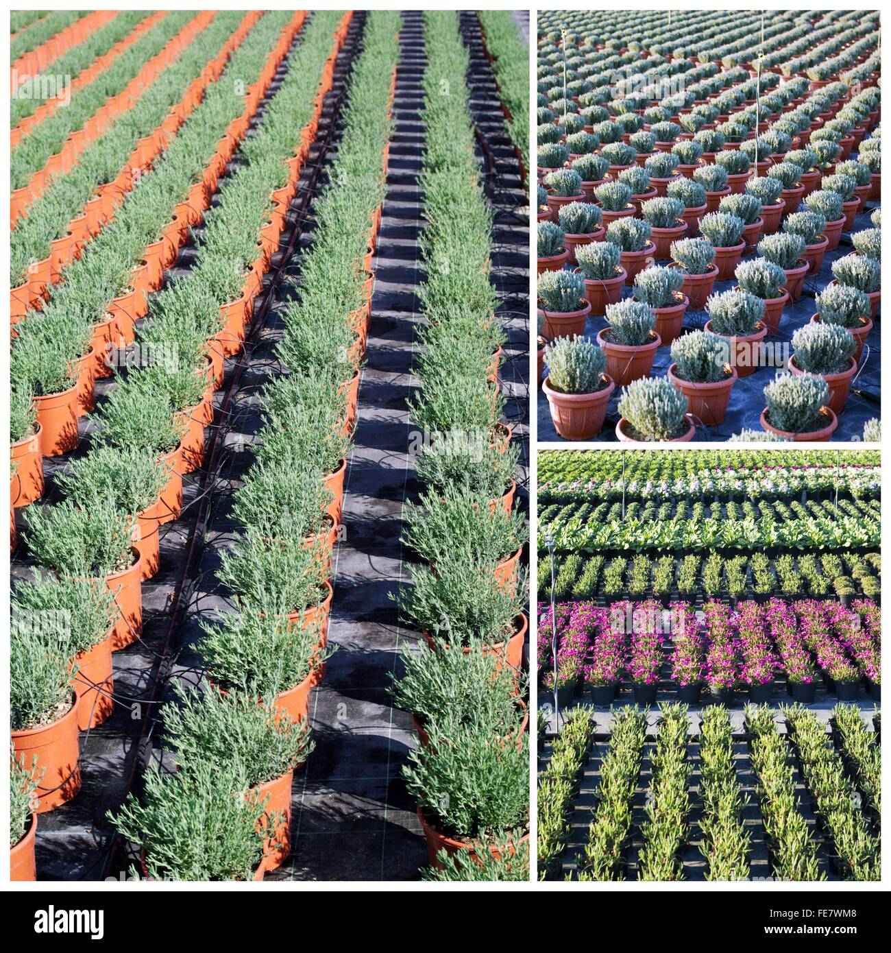 Commercial plants growing in greenhouse Stock Photo - Alamy