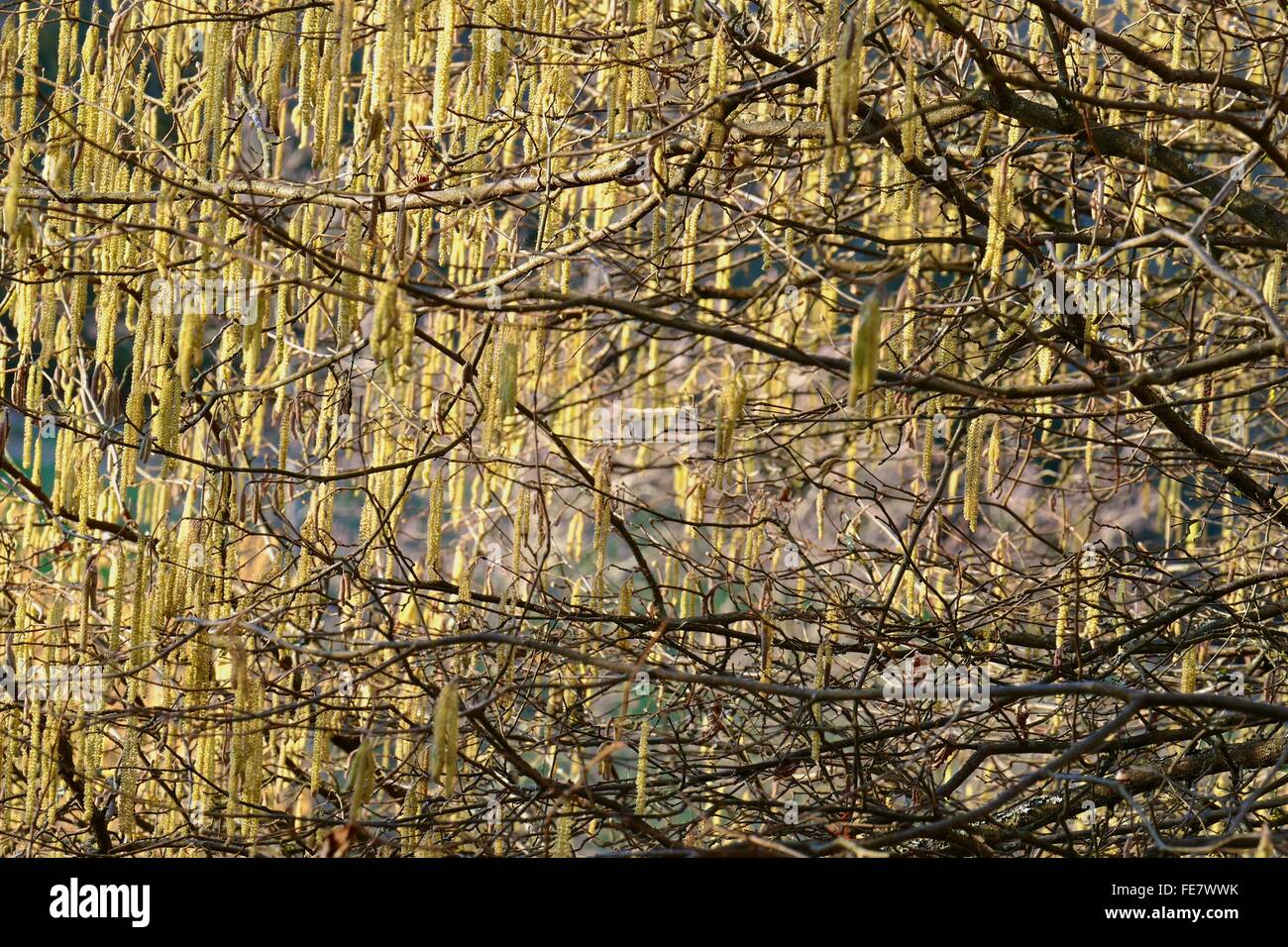 Poplar bloom hi-res stock photography and images - Alamy