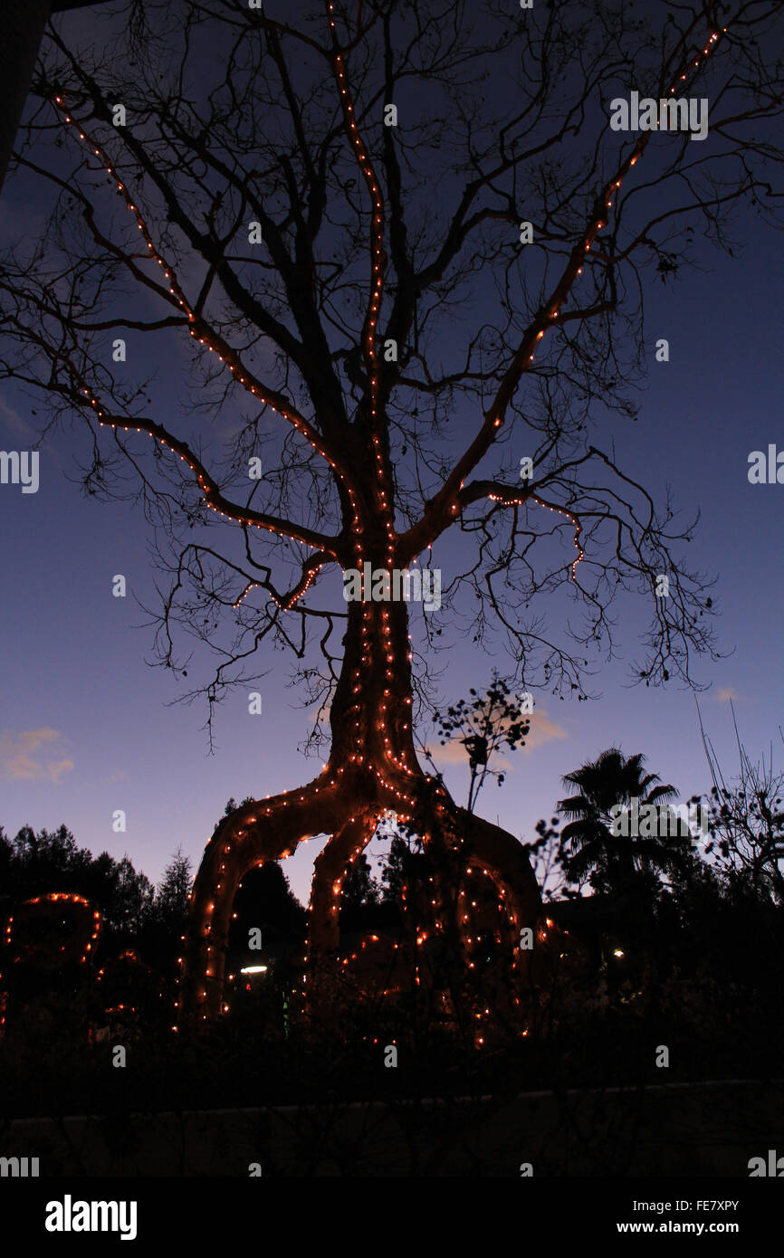 circus tree at gilroy garden brian mcguire Stock Photo - Alamy