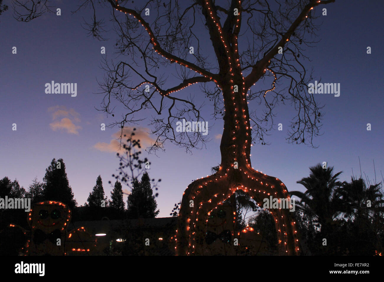 circus tree at gilroy garden brian mcguire Stock Photo - Alamy