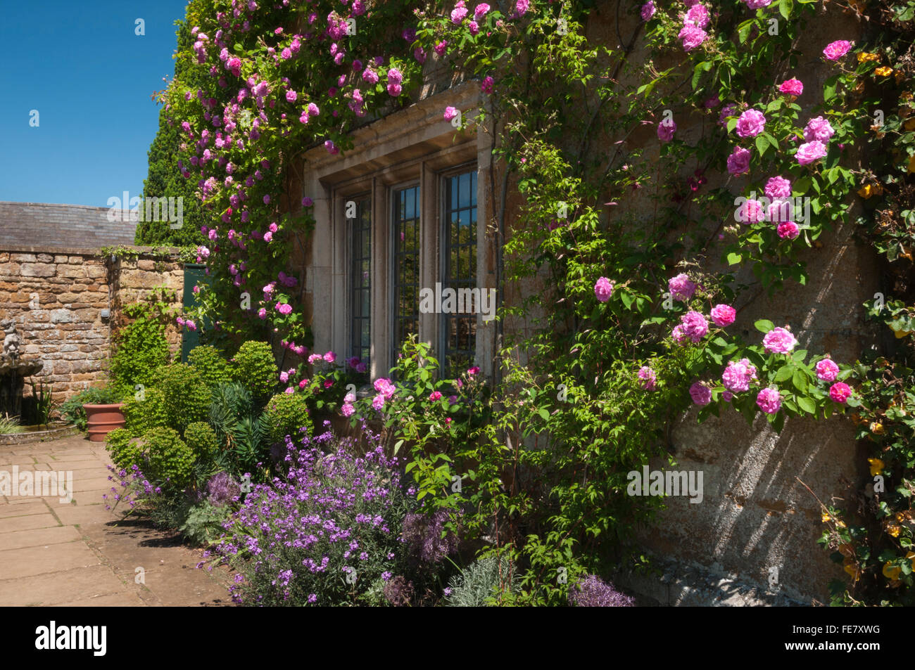 Pink climbing roses on stone hi-res stock photography and images - Alamy