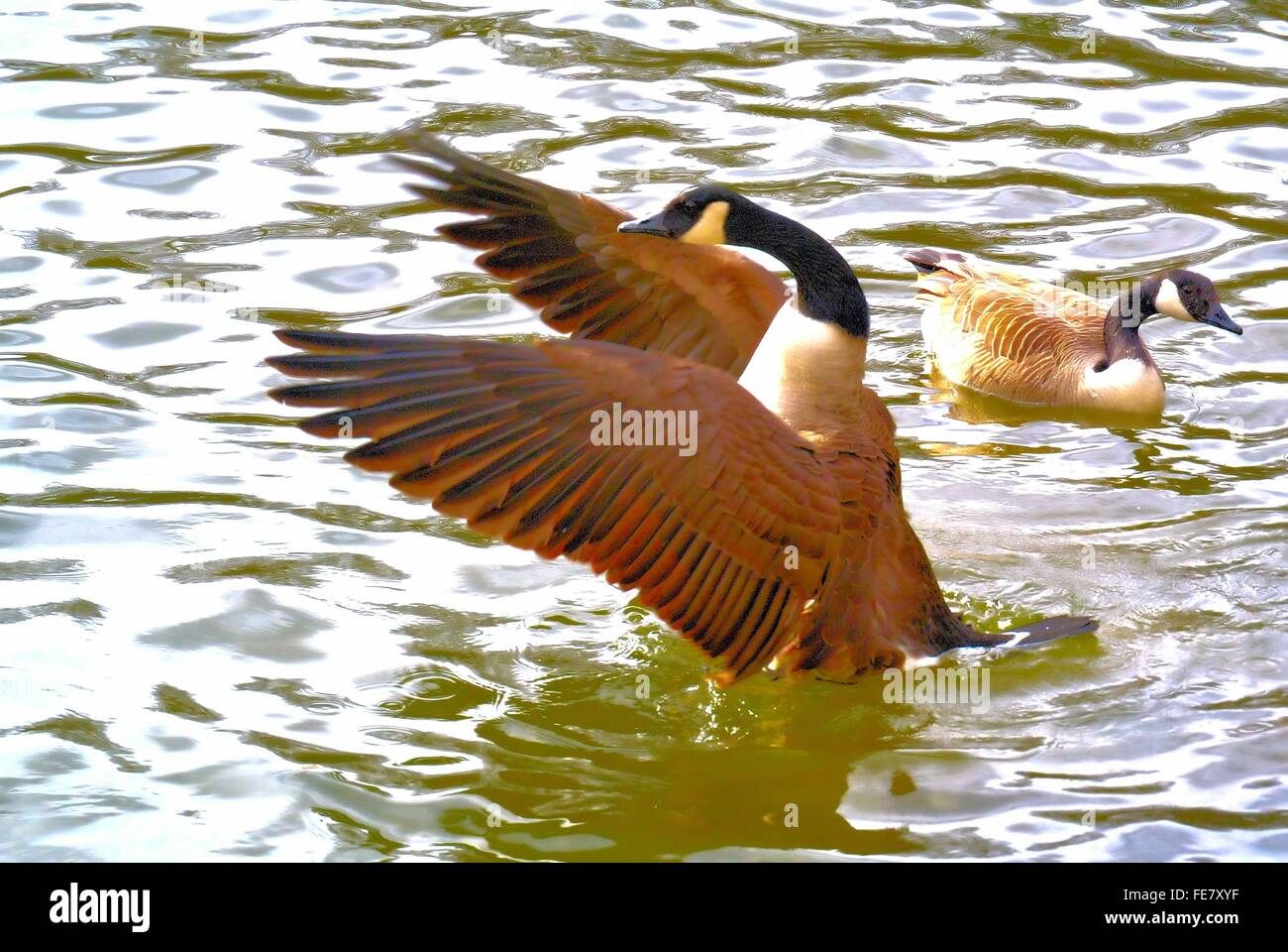 Geese behavior hi-res stock photography and images - Alamy