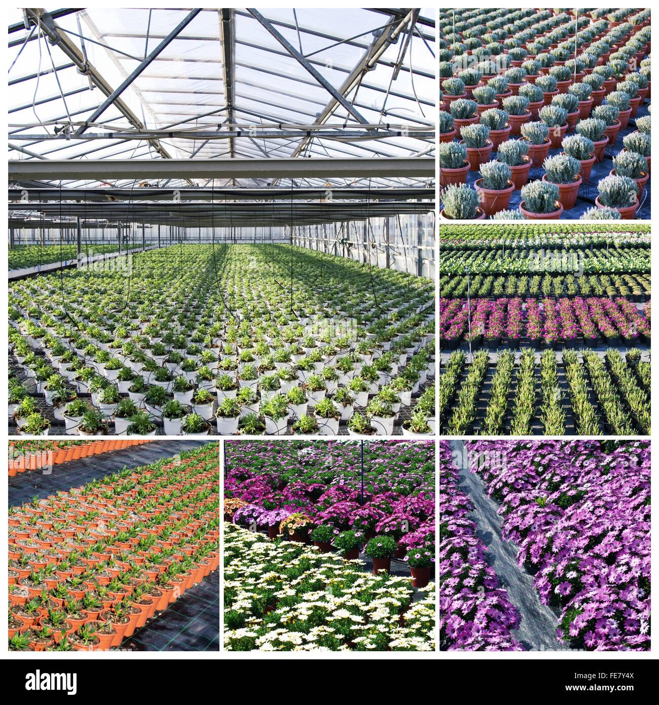 Commercial plants growing in greenhouse Stock Photo - Alamy