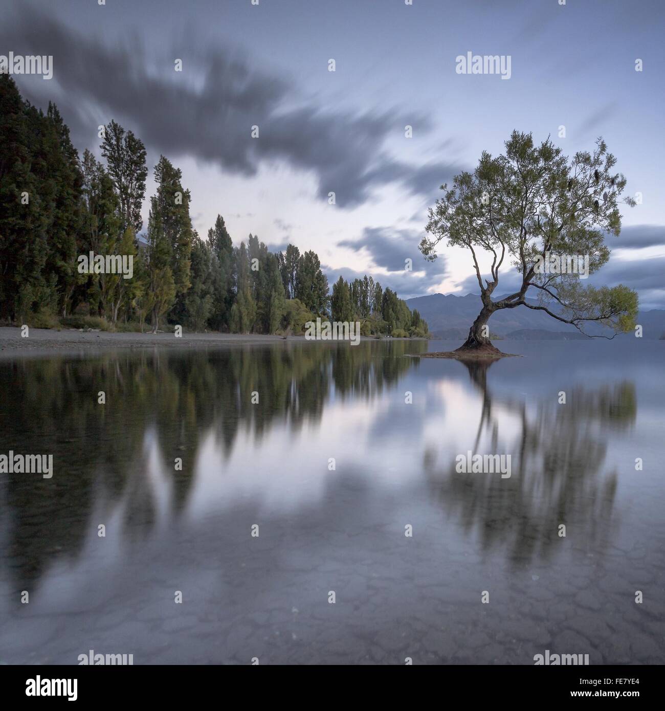 Ethereal trees hi-res stock photography and images - Alamy