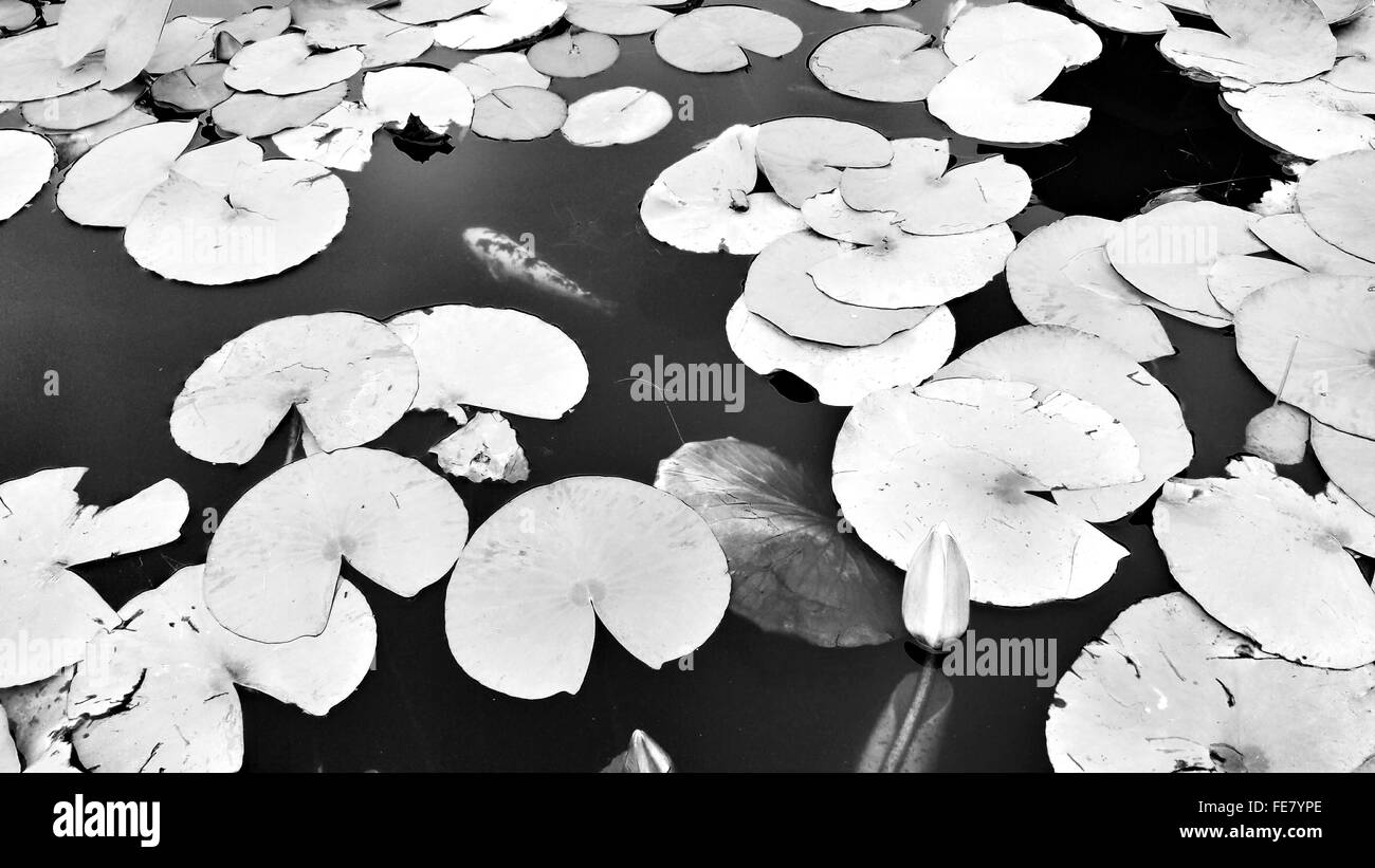 Lotus Floating In Pond Stock Photo - Alamy