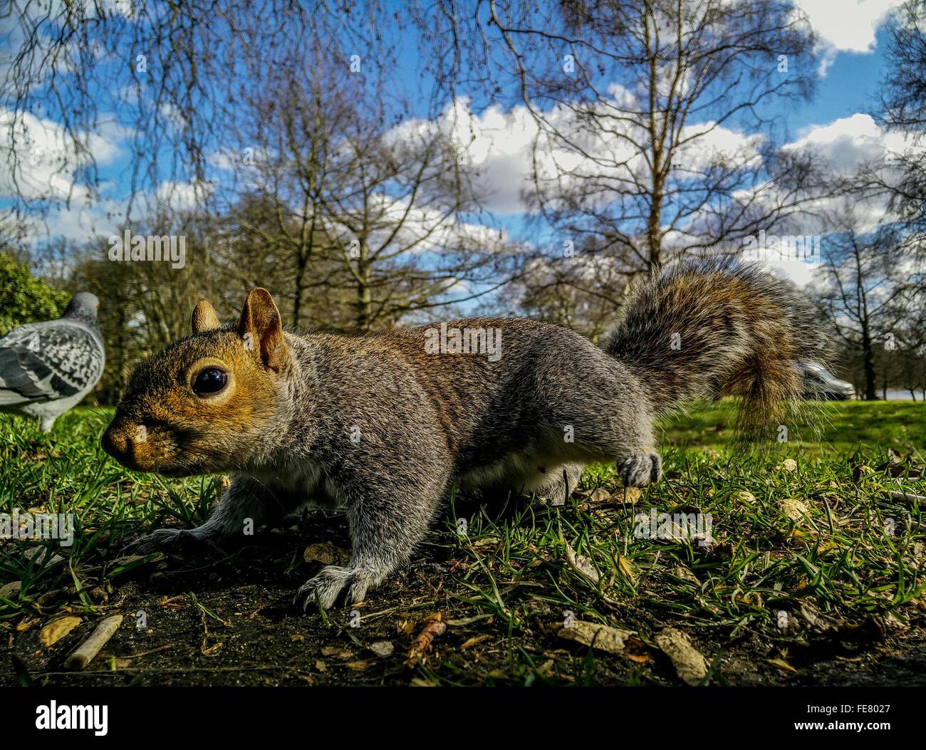 Pigeon and squirrel hi-res stock photography and images - Alamy