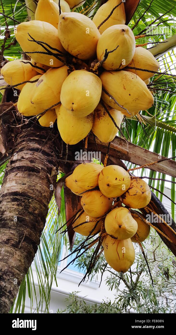 Coconuts Harvesting High Resolution Stock Photography and Images - Alamy