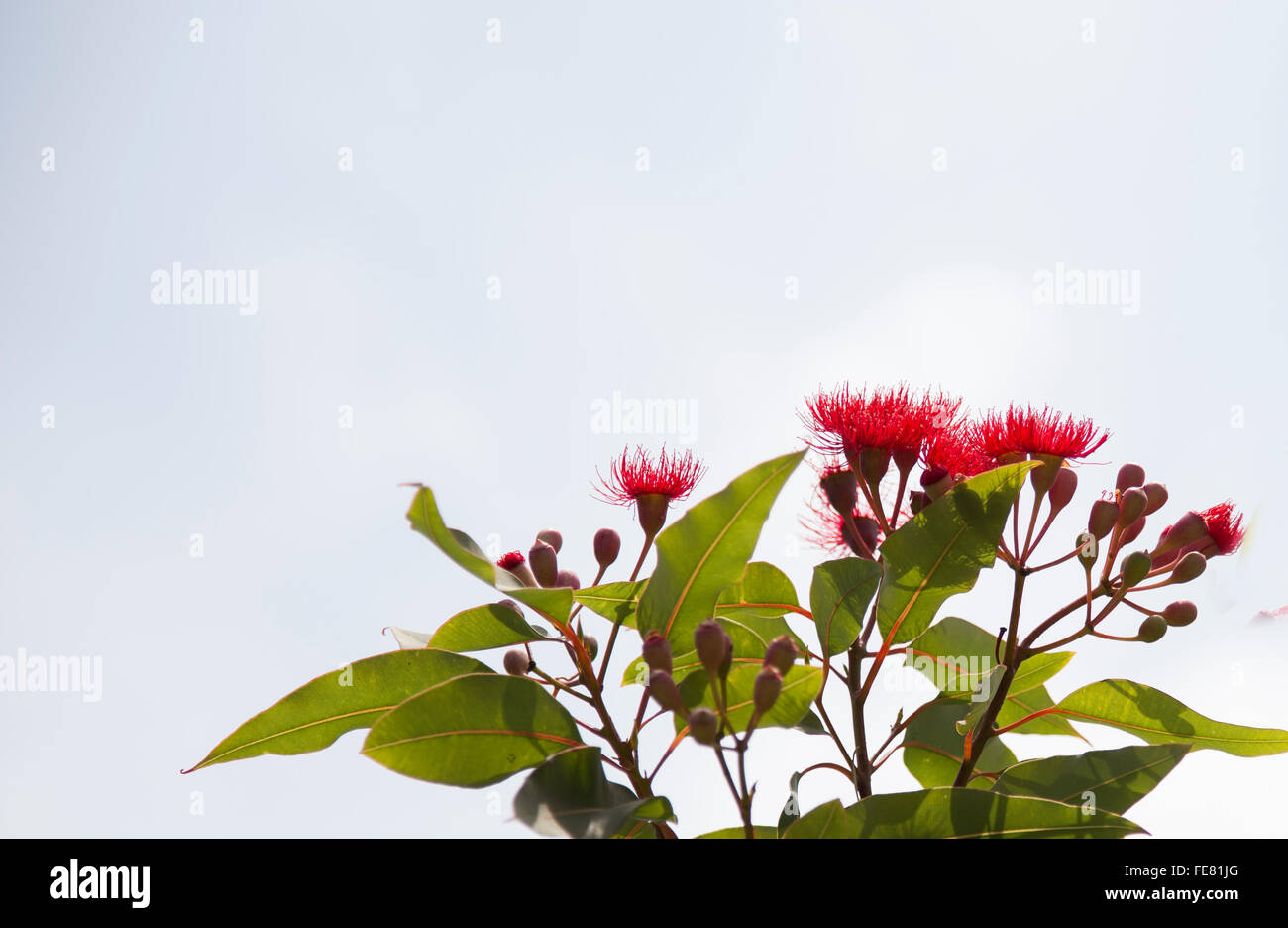 Gumnut tree hi-res stock photography and images - Alamy