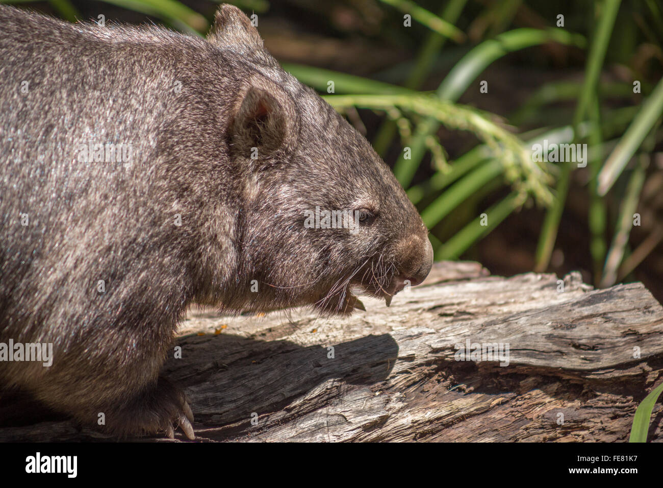 Animal wombat common wombat hi-res stock photography and images - Alamy