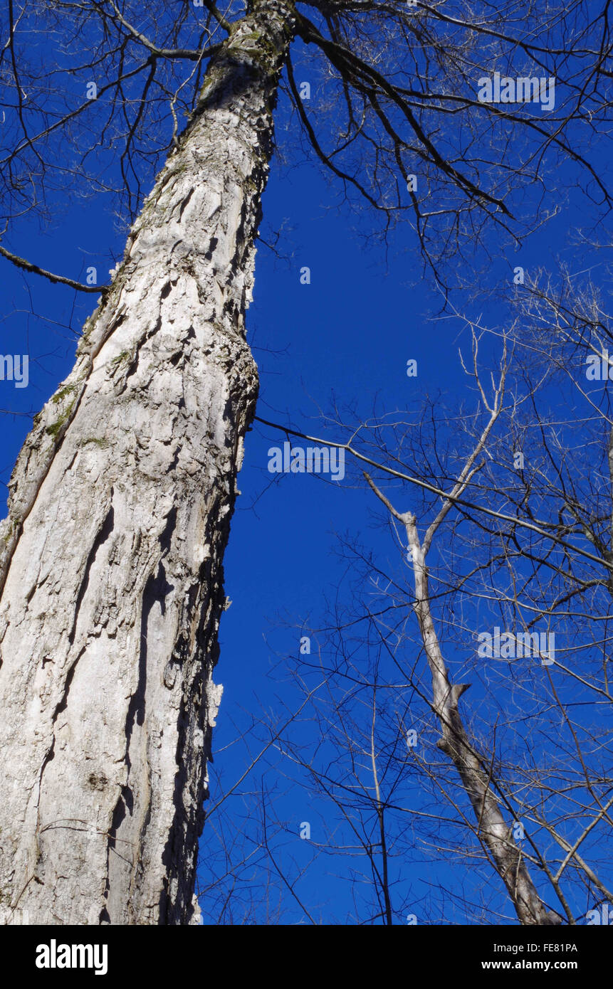 Beech Tree Trunk with Sky Stock Photo - Alamy