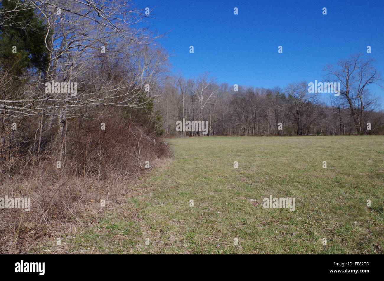 Tree Line with Field and Sky Stock Photo - Alamy