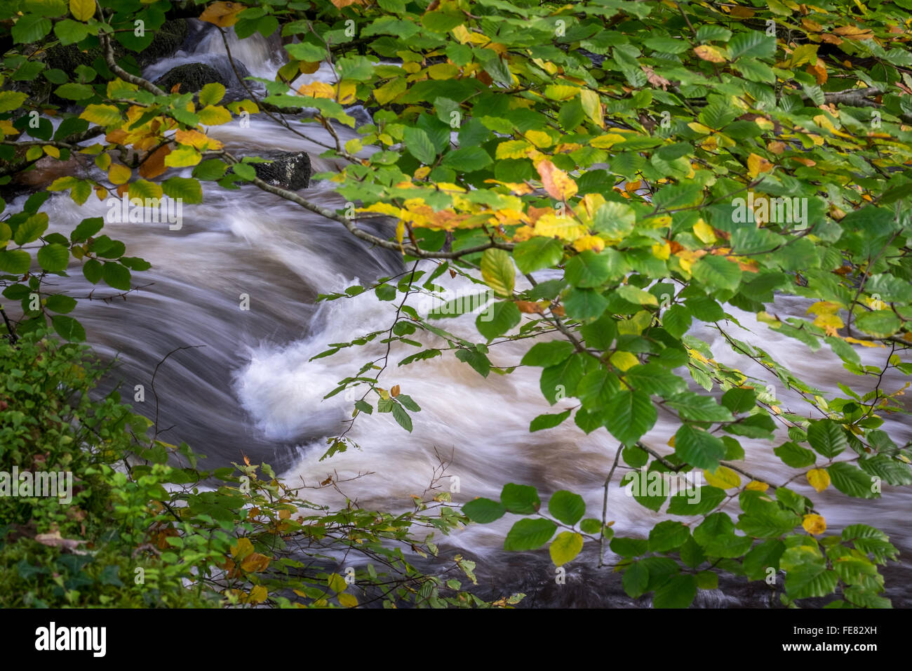 river flowing behind leaves on tree Stock Photo - Alamy