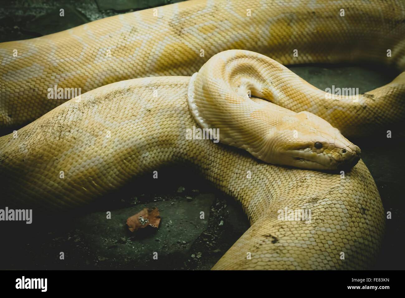 Close-Up Of Snake Stock Photo - Alamy