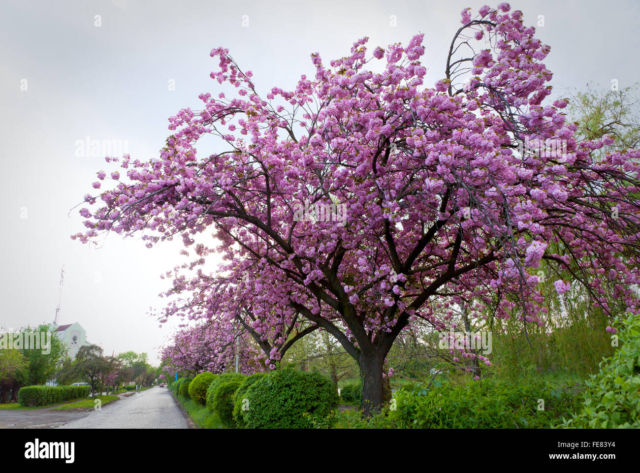 Beauty sakura tree in city hi-res stock photography and images - Alamy