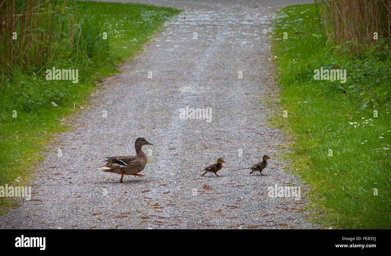 Ducklings walking hi-res stock photography and images - Alamy
