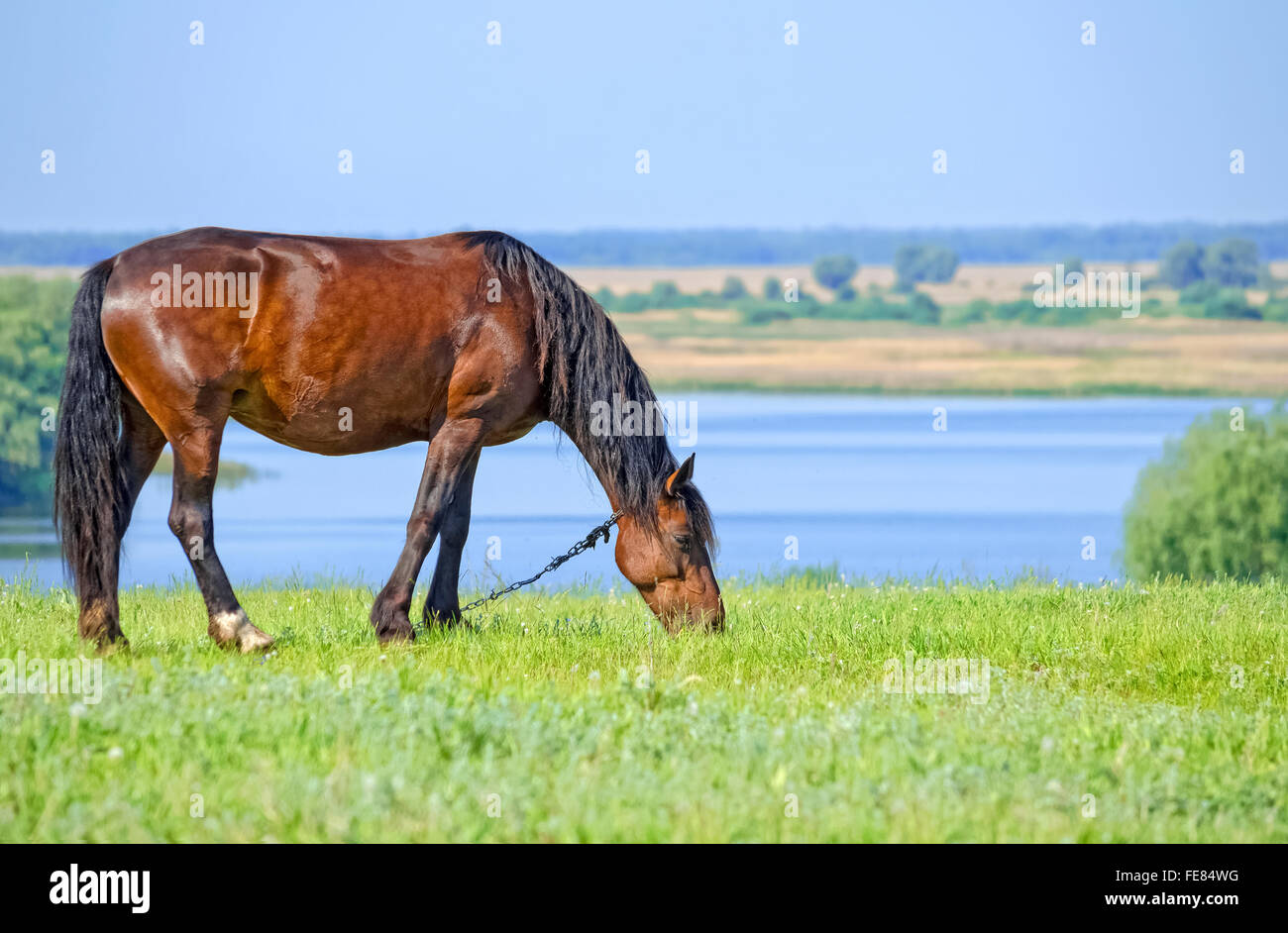 Beautiful panorama grazing horses hi-res stock photography and images ...