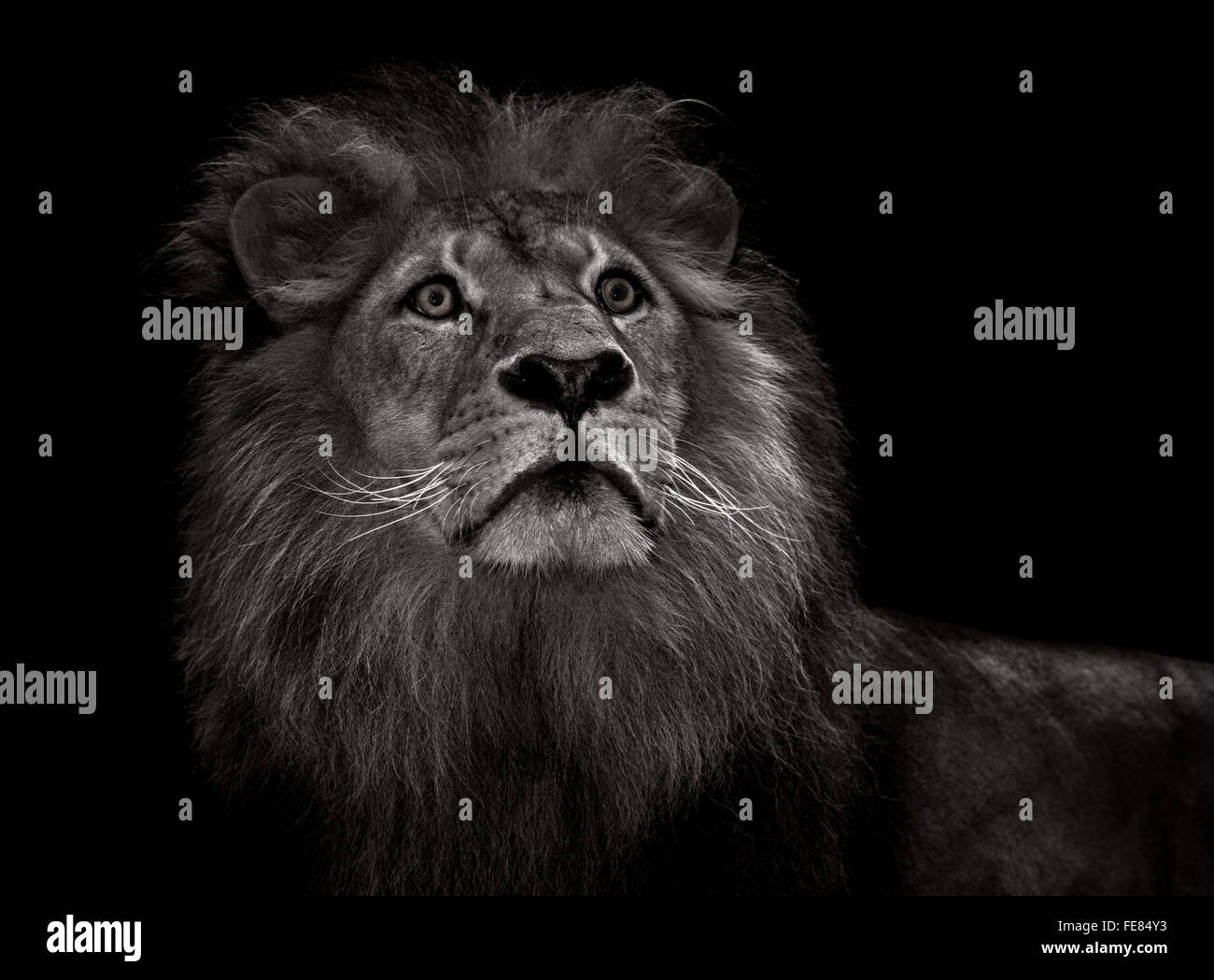 Black white lion close hi-res stock photography and images - Alamy