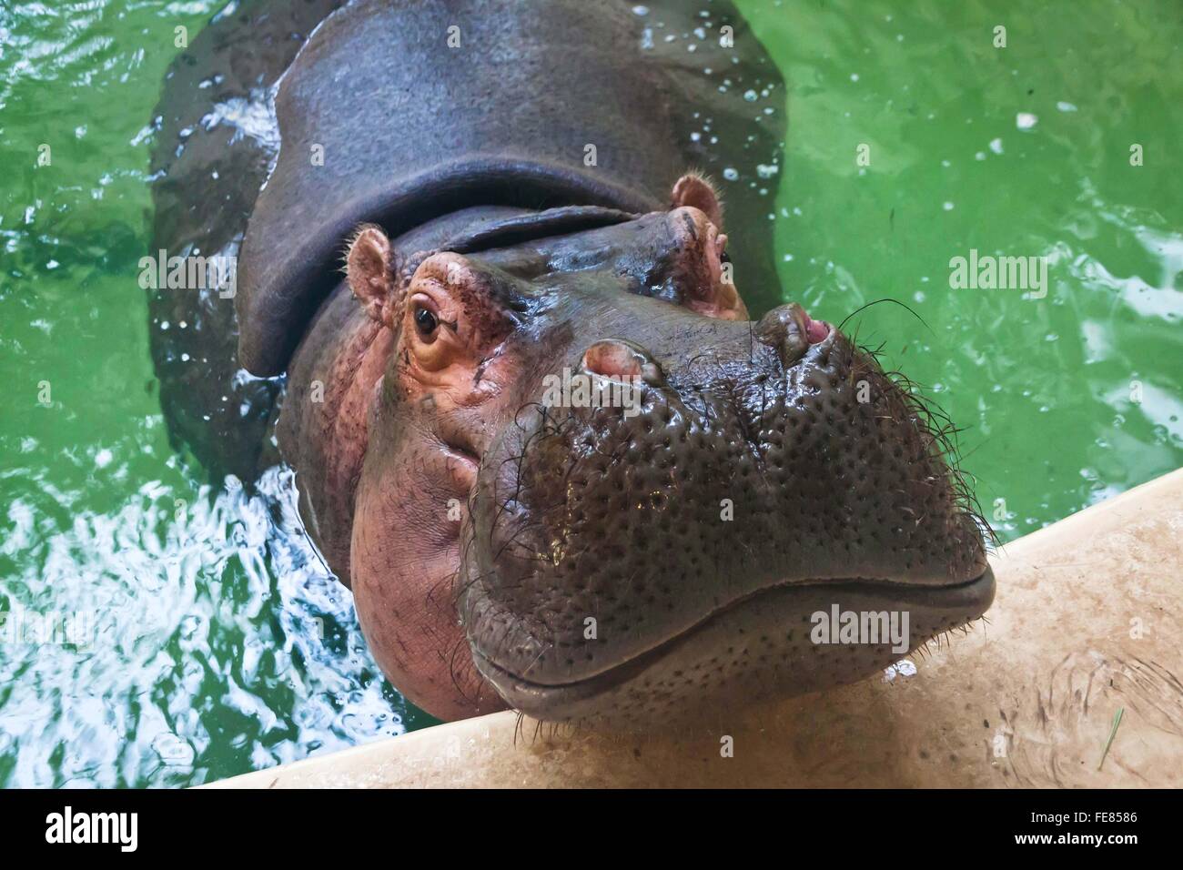 Adult hippo swimming in a zoo pool Stock Photo - Alamy