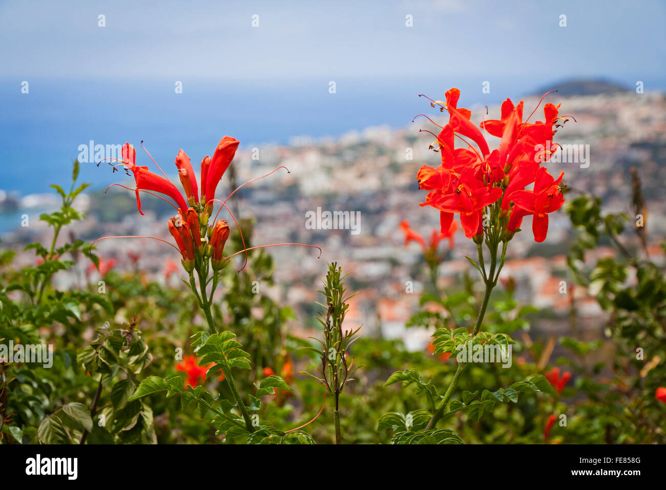Flowers in Tropical Botanical Garden in Funchal city, Madeira island ...