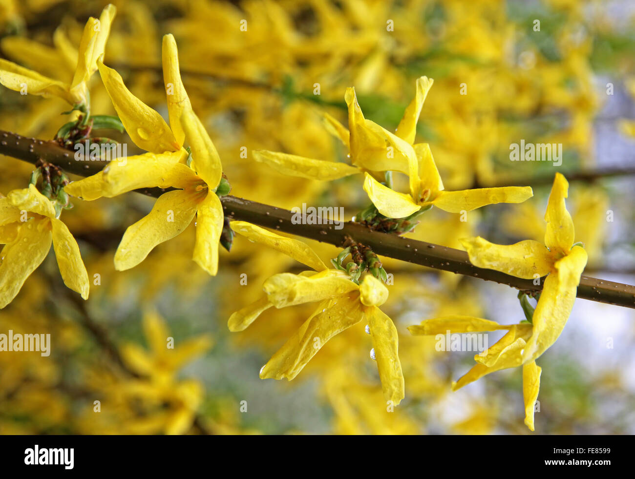 Close-up branch of yellow forsythia shrub Stock Photo - Alamy