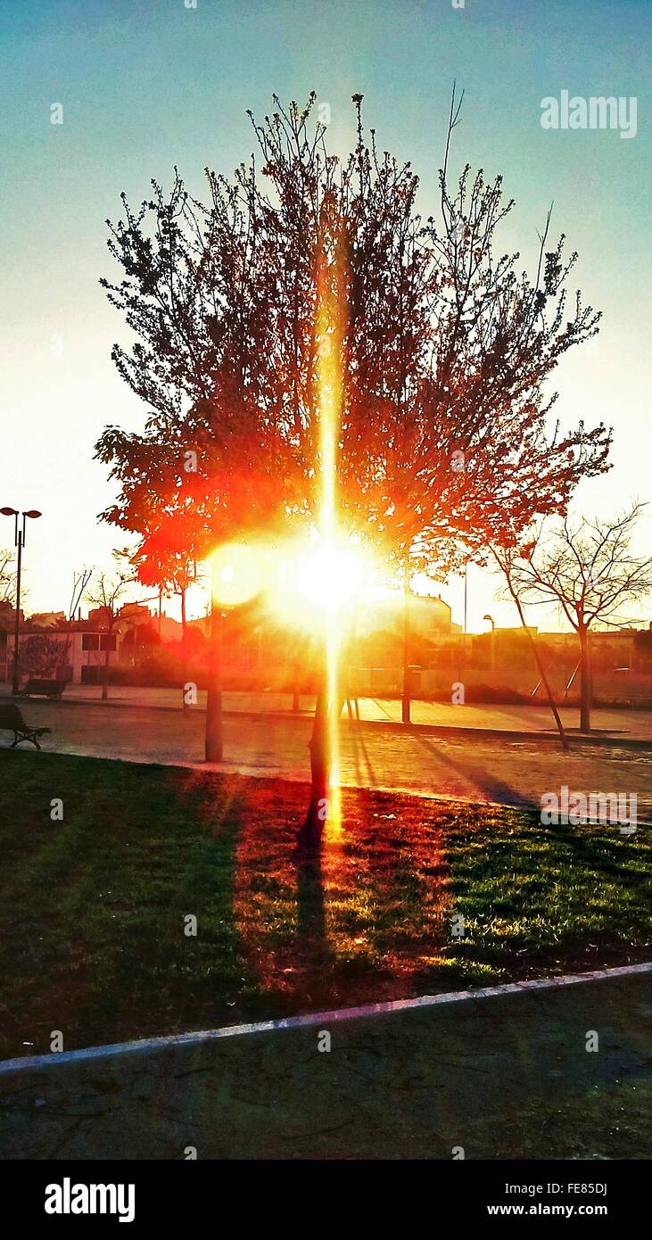 Tree Backlit By Sun Stock Photo - Alamy