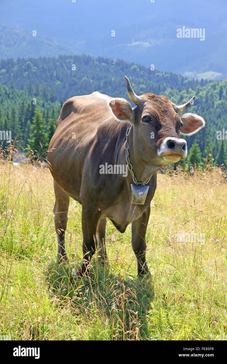 Cow on the pasture in Carpathian mountains, Ukraine Stock Photo - Alamy