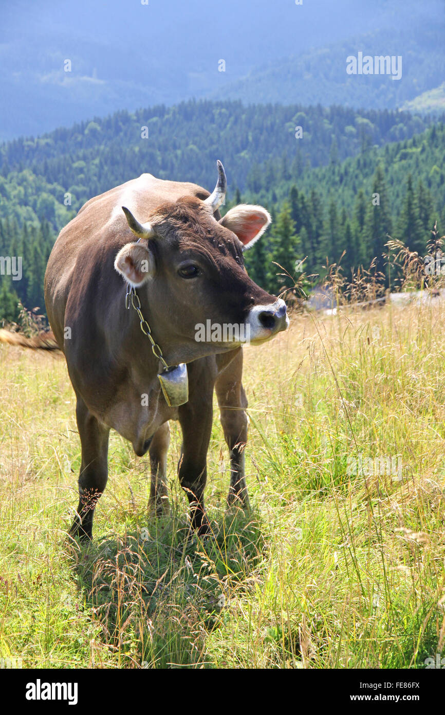 Ukraine cow hi-res stock photography and images - Alamy