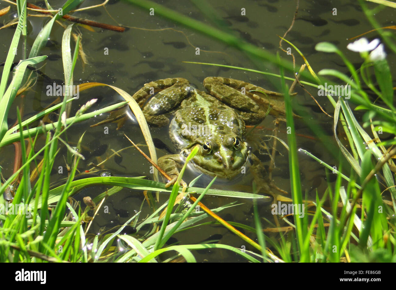 Big green frog (American Bullfrog) crawling from the water Stock Photo ...