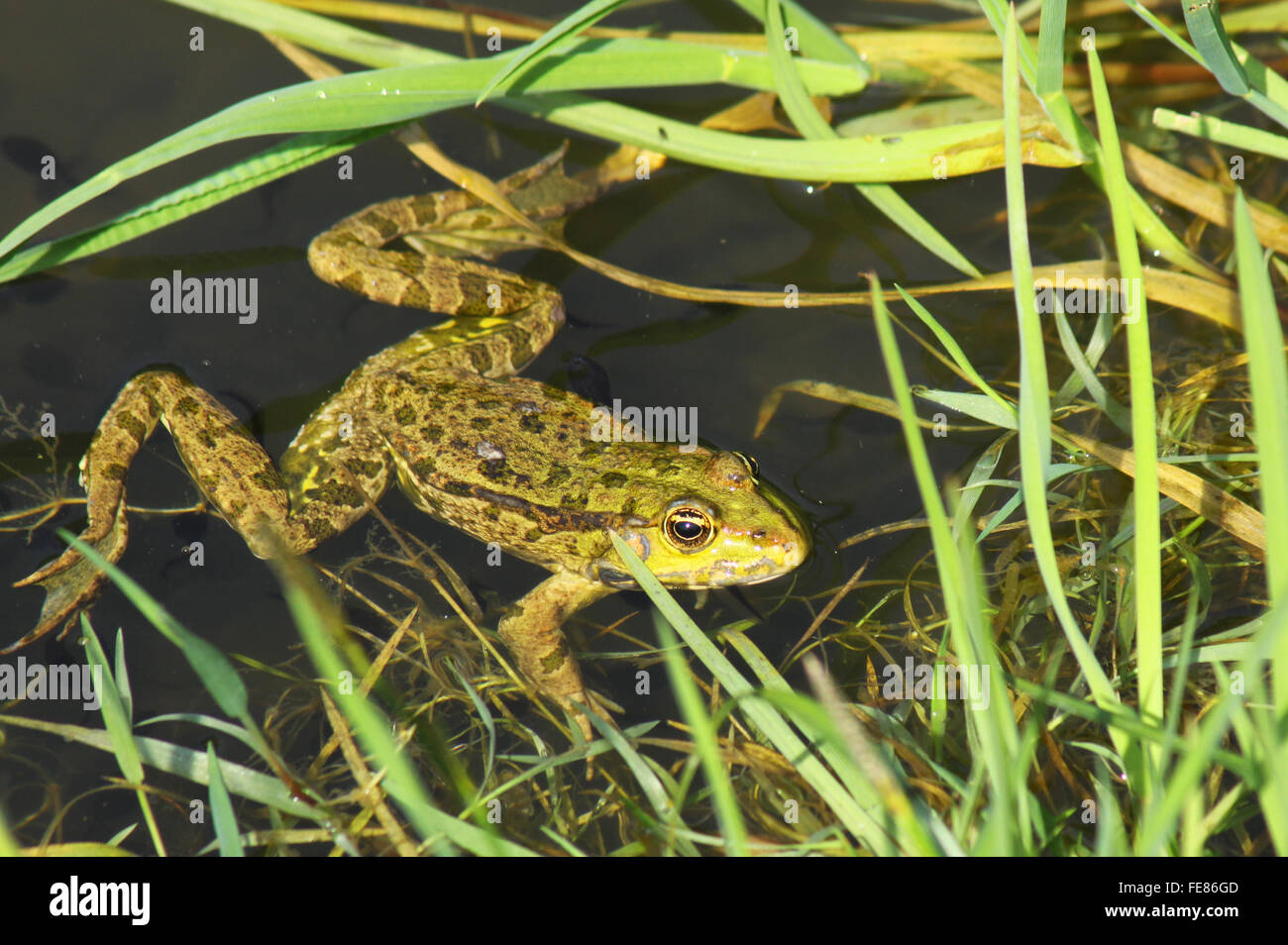 Bullfrog croaking hi-res stock photography and images - Alamy