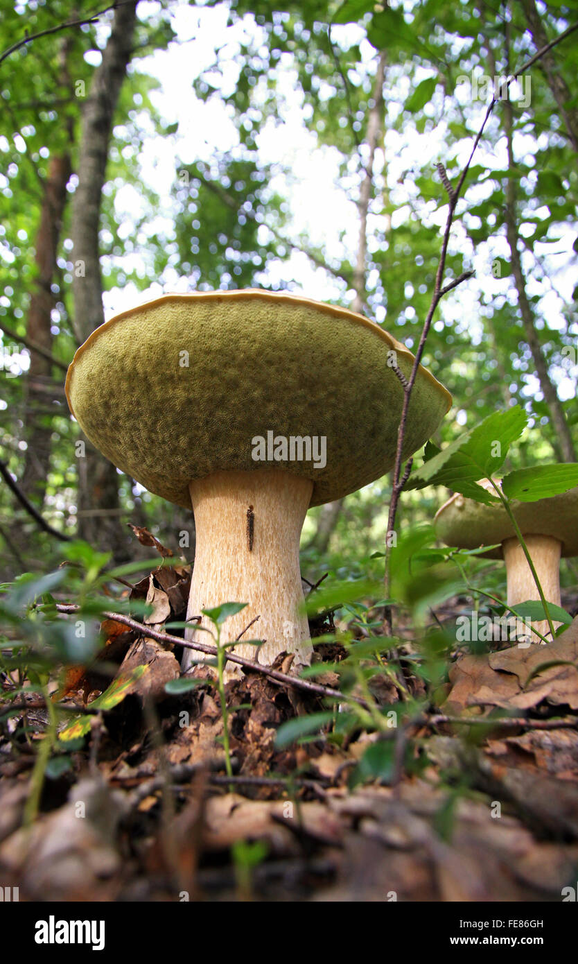 Edible Boletus Edulis mushroom in the forest Stock Photo - Alamy