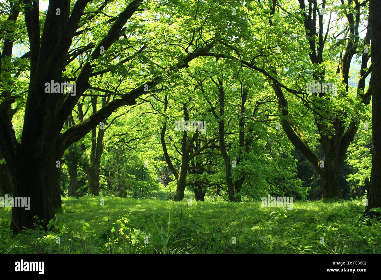 Summer forest with green grass and trees Stock Photo - Alamy