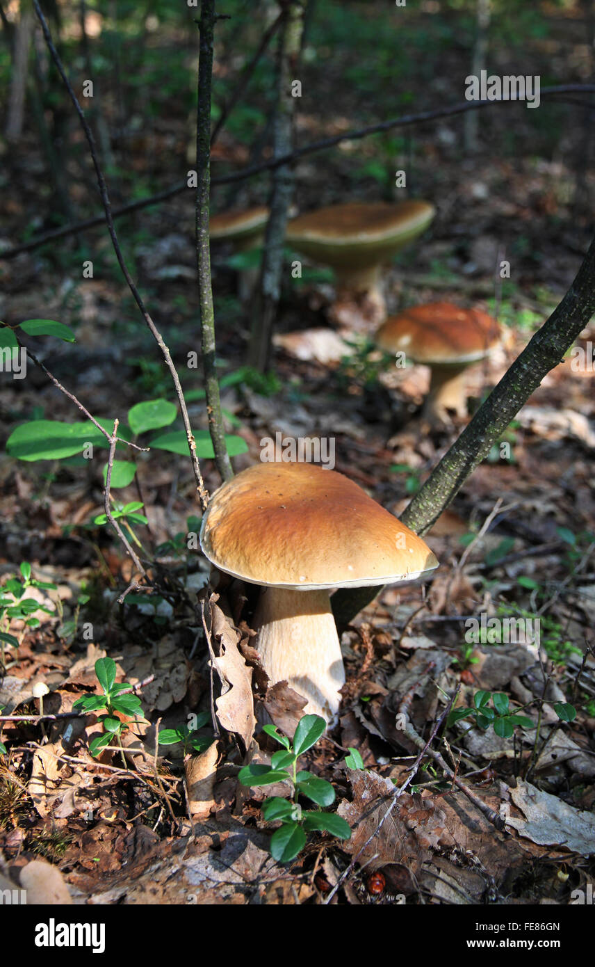 Edible Boletus Edulis mushroom in the forest Stock Photo - Alamy