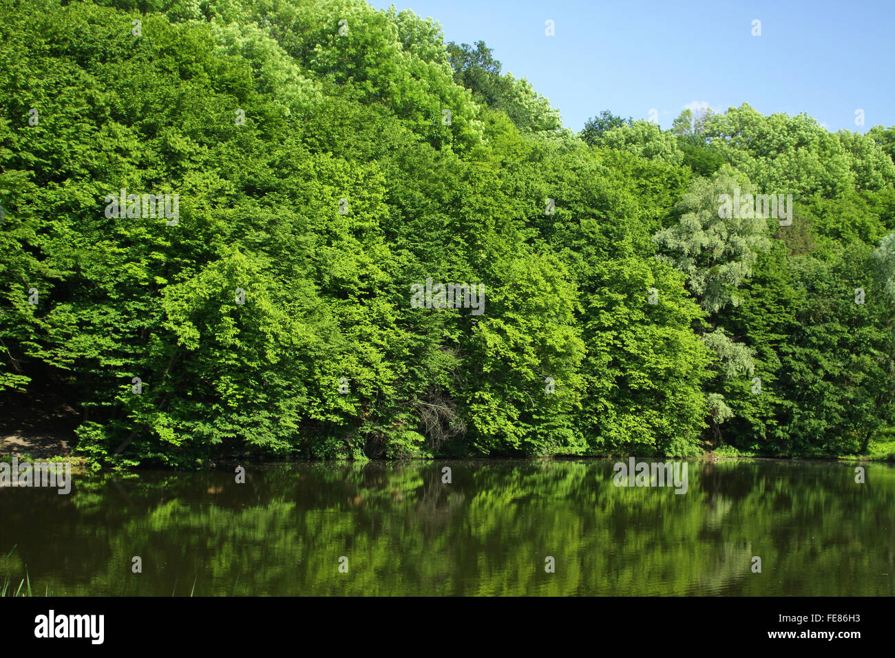 Small lake reflection forest hi-res stock photography and images - Alamy