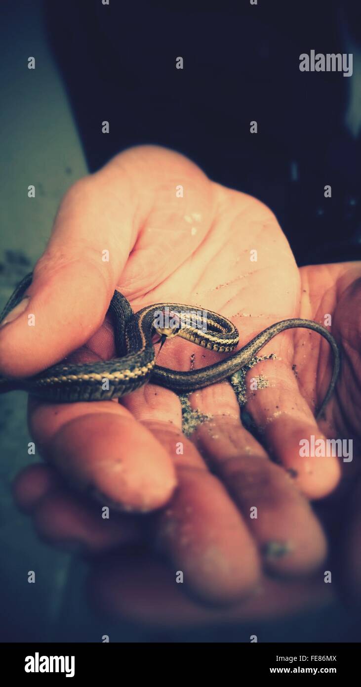 Baby snake hi-res stock photography and images - Alamy