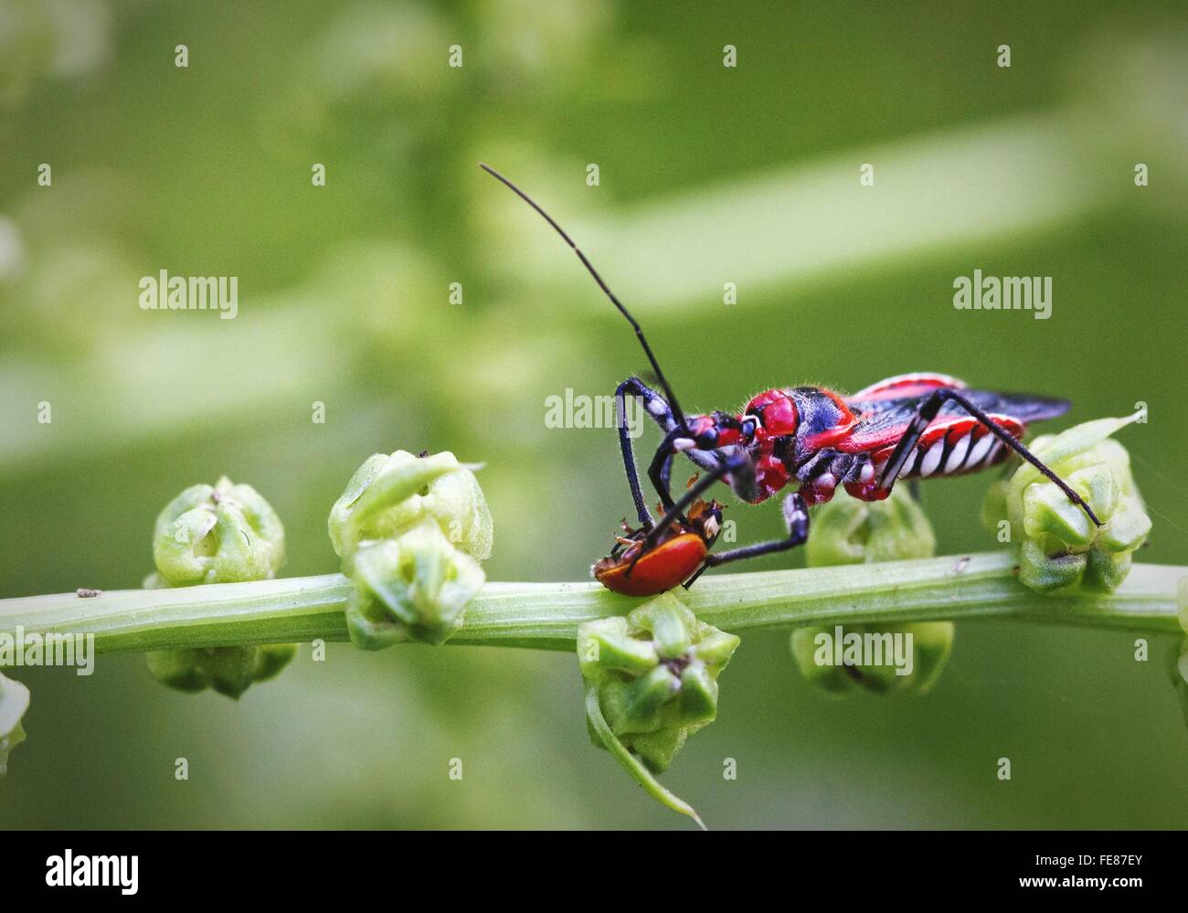 Ladybug feeding hi-res stock photography and images - Alamy