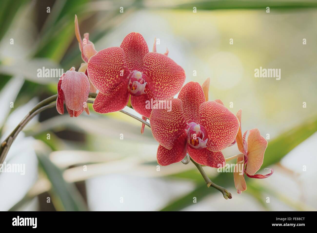 Scented orchids hi-res stock photography and images - Alamy