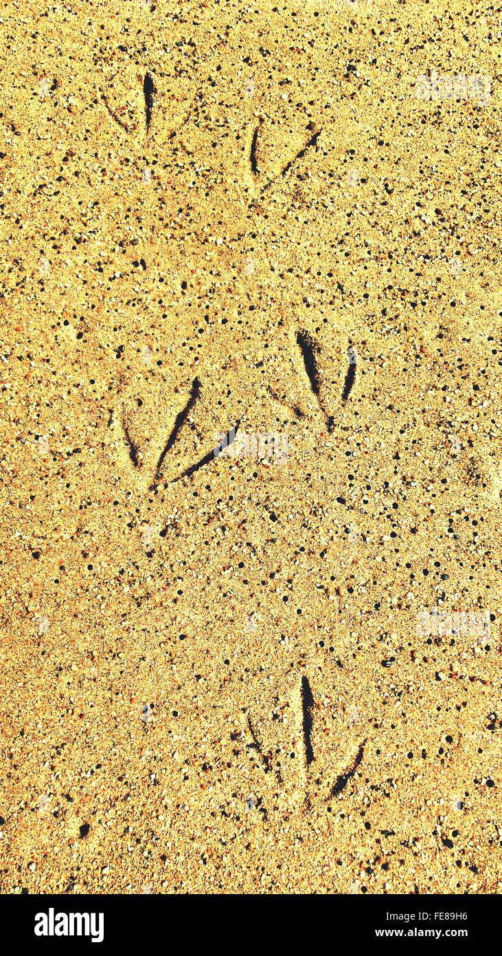 Bird footprint pattern hi-res stock photography and images - Alamy