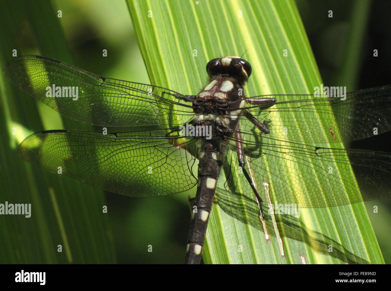 Picture by Jasmine Cuff - New Zealand’s largest dragonfly, Uropetala carovei, photographed on ...