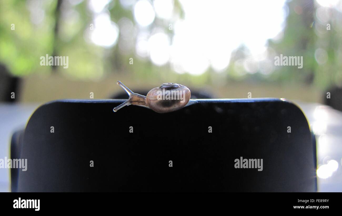 Snail On Chair Stock Photo - Alamy