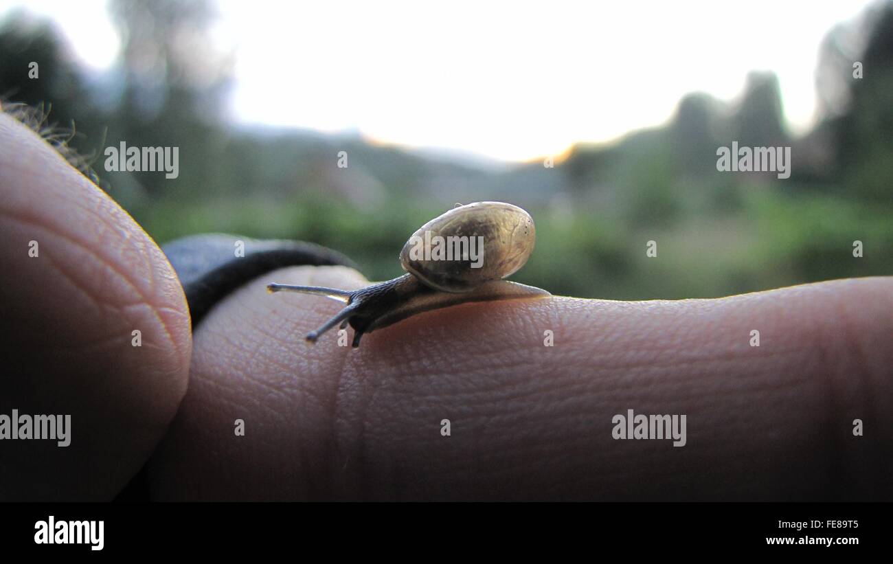 Finger animals hi-res stock photography and images - Alamy