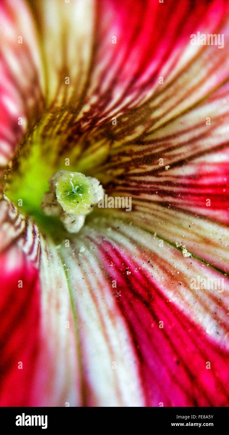 Close-Up Detail Of Flower Stock Photo - Alamy