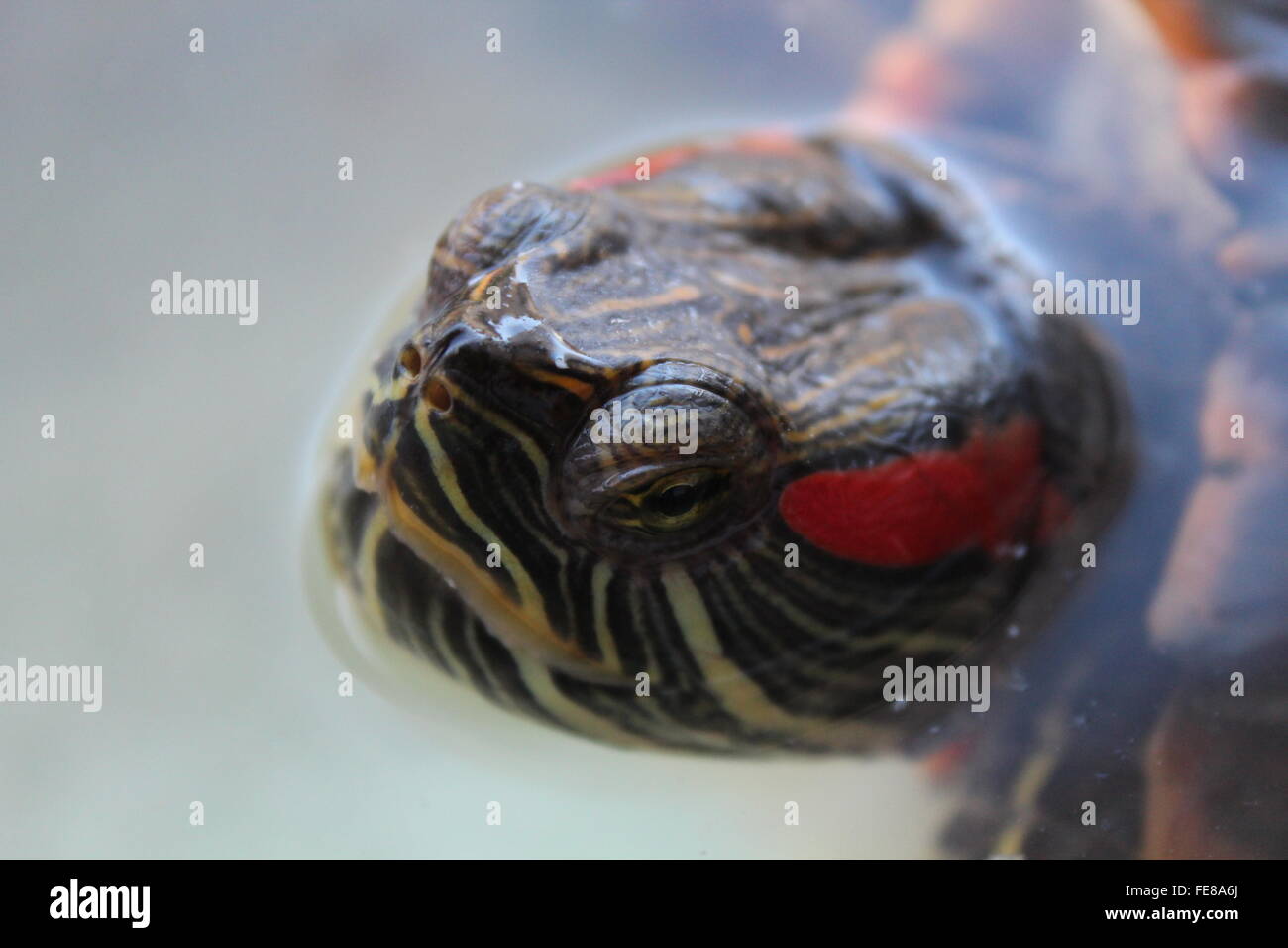 Turtle eye hi-res stock photography and images - Alamy