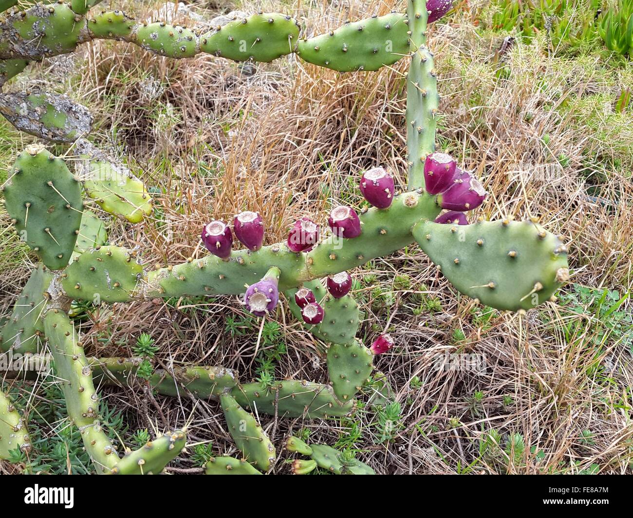 Pink fruit of the prickly pear cactus hi-res stock photography and ...